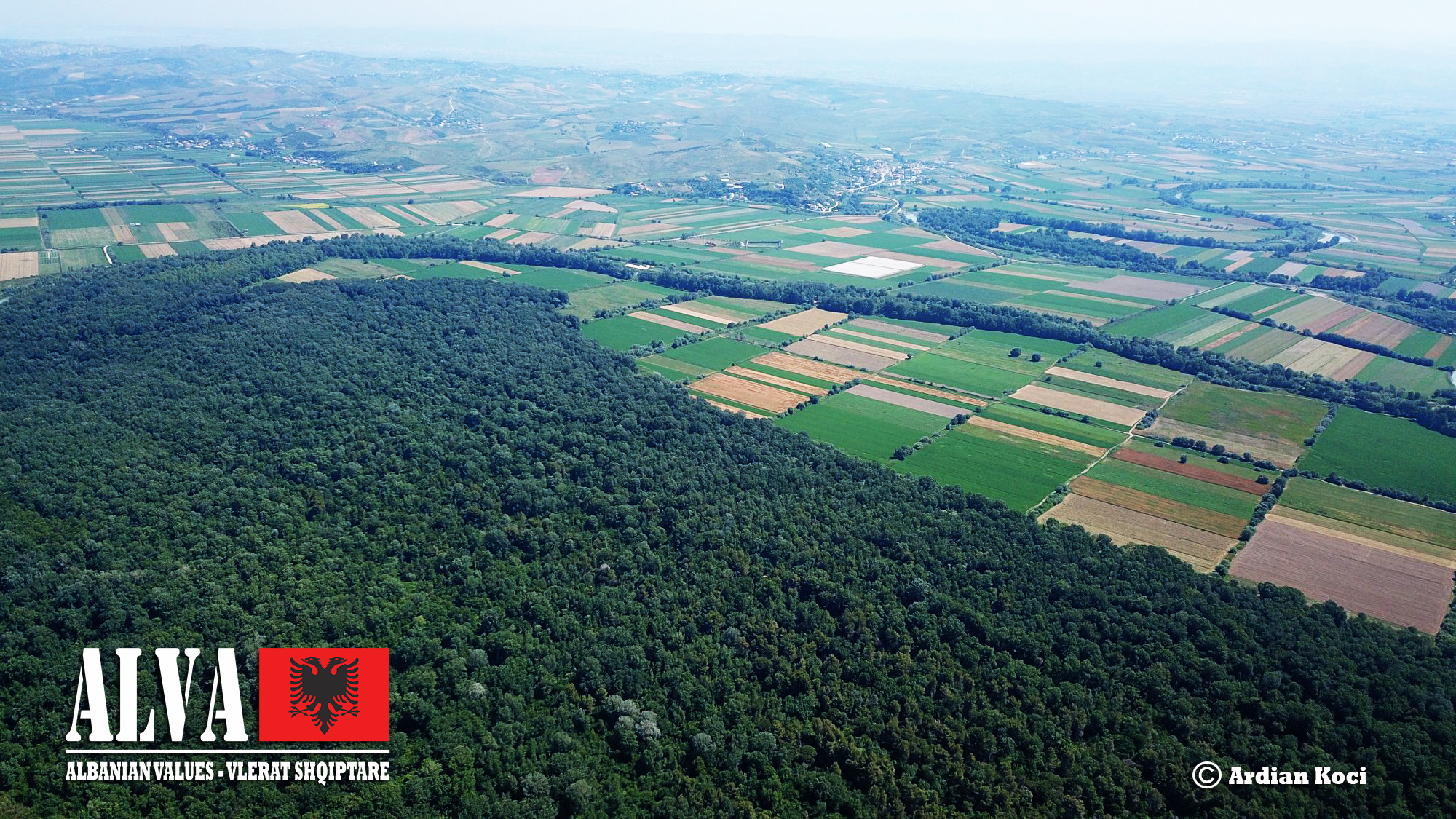 Pylli i Kularit | Alva