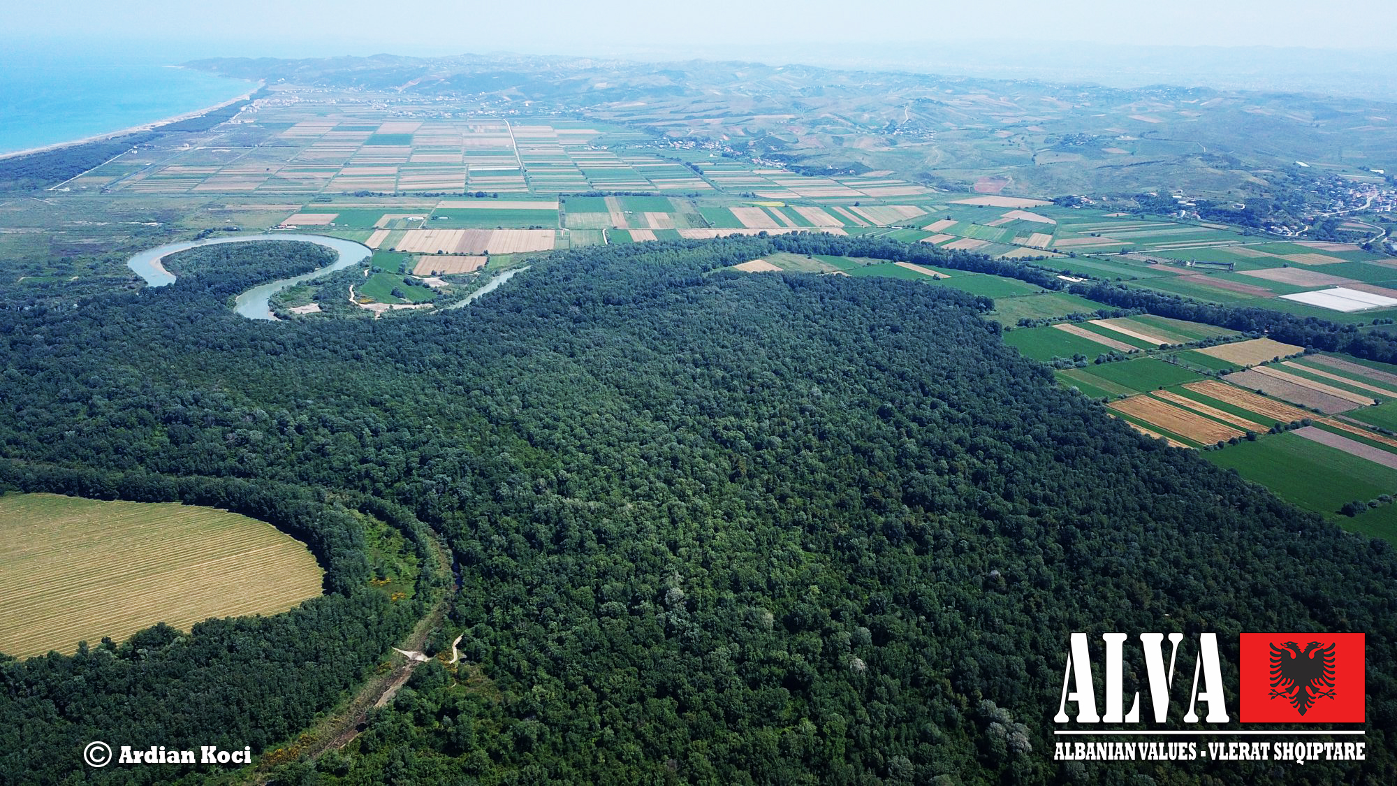 Pylli i Kularit | Alva