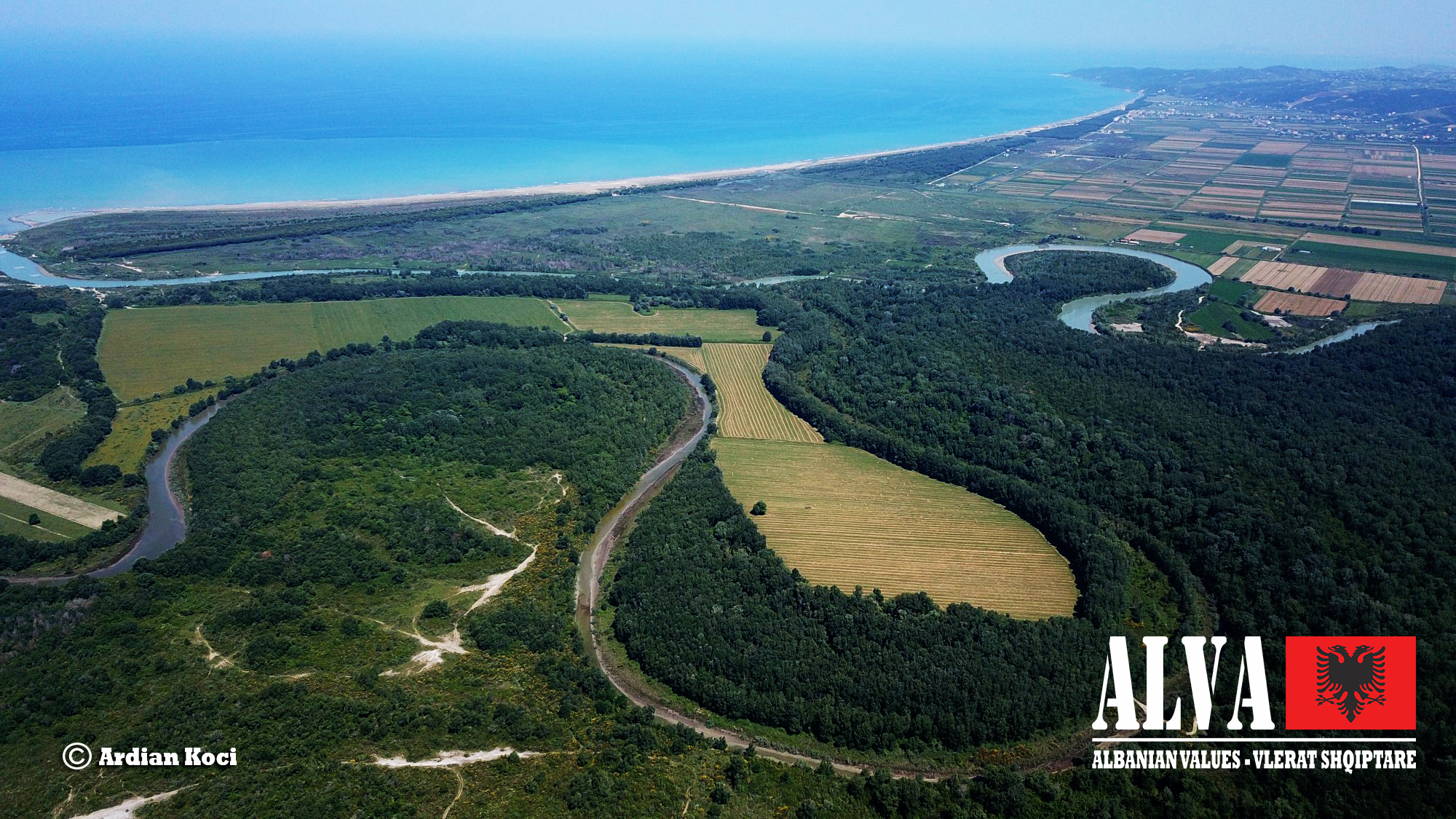 Pylli i Kularit | Alva